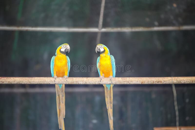 Macaw Parrot Looking at Each Other Stock Photo - Image of looking ...