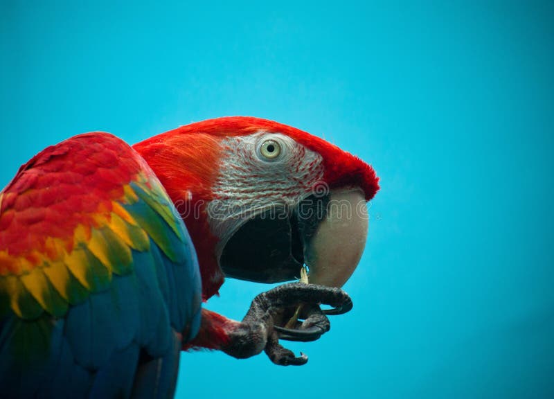 Macaw parrot stock photo. Image of feather, moscow, life - 38787850