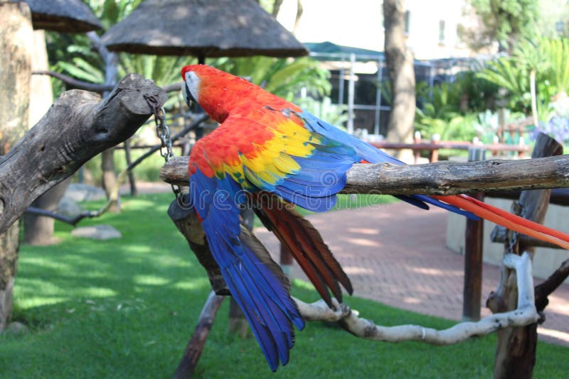 Macaw parrot multicolour stock photo. Image of green - 260805330