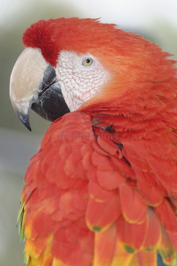 Macaw parrot stock image. Image of peru, america, meather - 48757811
