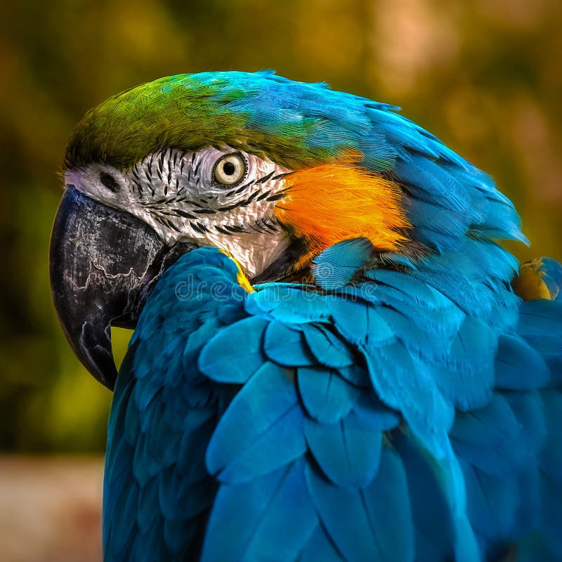 Macaw Parrot Portrait Square Composition Eye Contact Close Up Shot ...