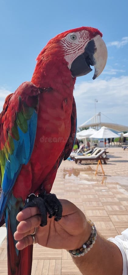 A Macaw Parrot Posing Motley Outdoors Stock Image - Image of beak, wild ...