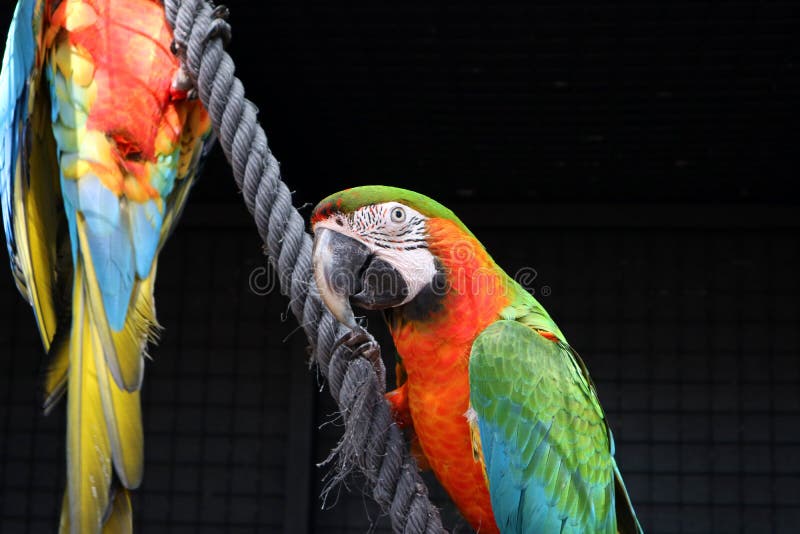 Macaw Parrot Sitting on a Rope Bright Red Big Stock Photo - Image of ...