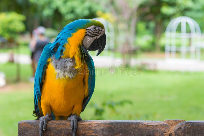 Macaw Parrot Standing on Tree in Park Stock Photo - Image of pretty ...