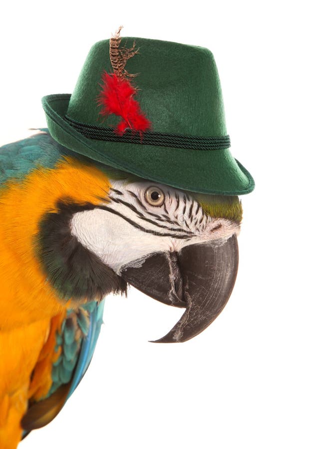 Macaw Parrot Wearing a Bavarian Hat Stock Image - Image of dress, party ...