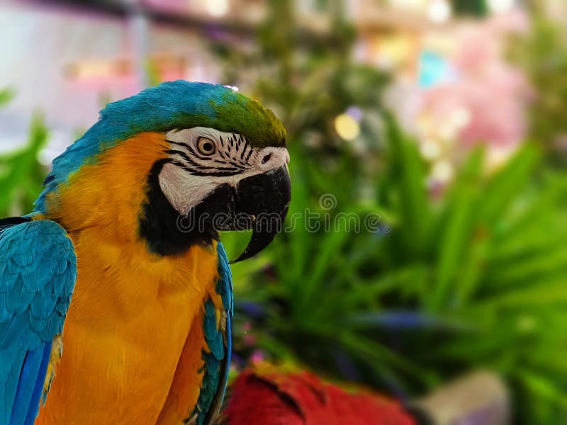 Close-up Portrait of a Blue-and-yellow Macaw, Macaw Parrot with Yellow ...