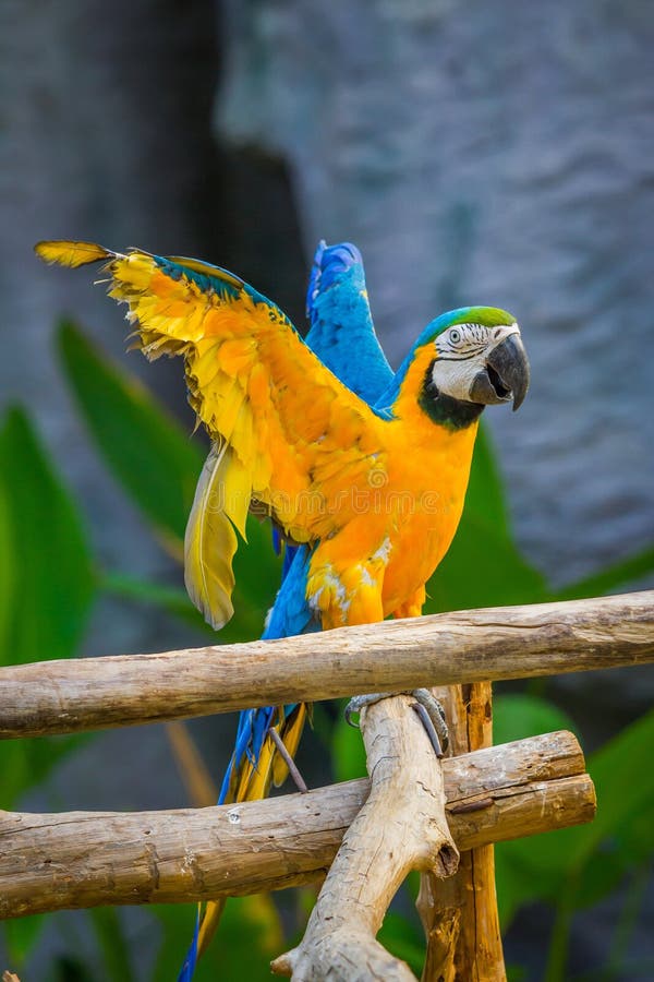 220 Parrot Side View Wings Photos - Free & Royalty-Free Stock Photos ...