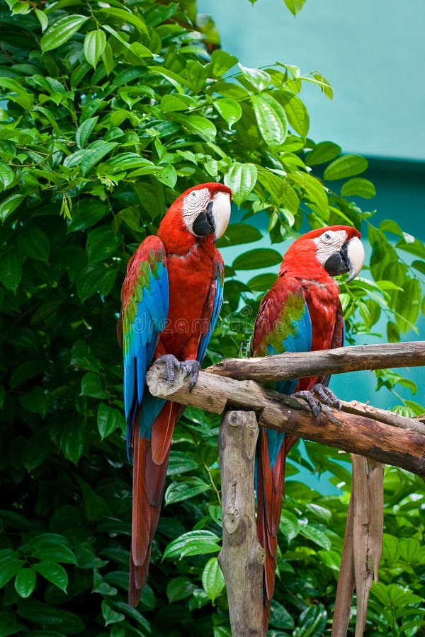 Macaw parrots stock image. Image of tropical, parrot - 15310123