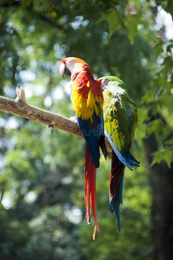 Macaw parrots stock image. Image of macaw, tropical, eden - 21290487