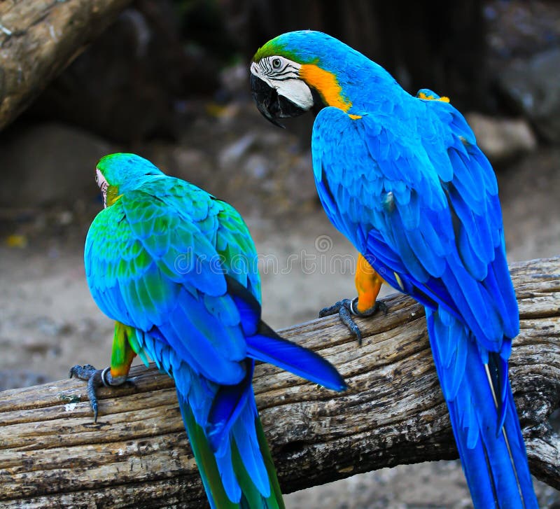 Macaw parrots stock photo. Image of background, aviary - 38327954