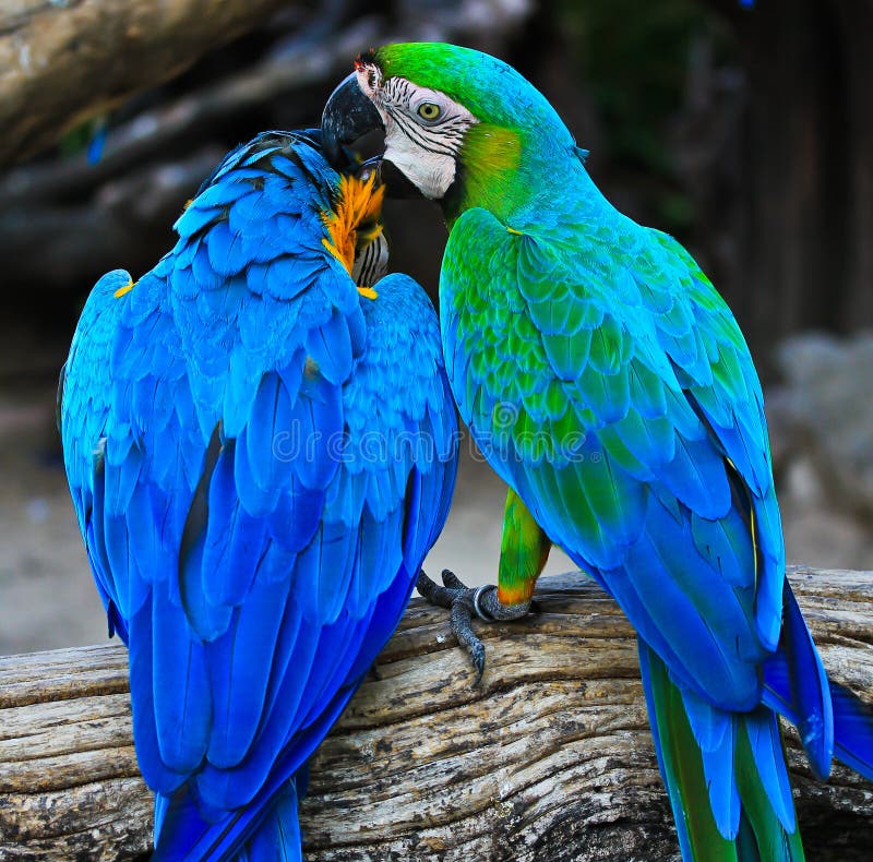Macaw parrots stock image. Image of plumage, ararauna - 38327967
