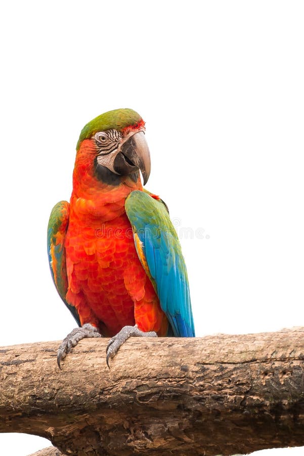 Macaw Parrots Bird on White Isolated Background Stock Photo - Image of ...