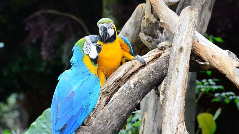 Macaw parrots. stock video. Video of parrot, animals - 43253147