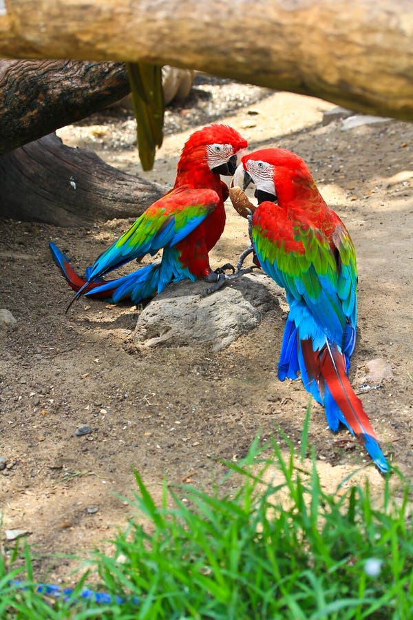 Macaw parrots stock image. Image of colourful, avian - 38875183