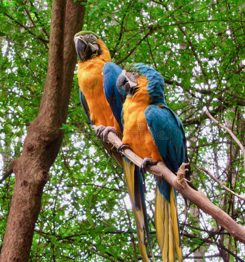 Macaw Parrots in Guyaguill, Ecuador Stock Image - Image of south ...