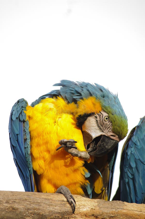 Macaw perched preening stock photo. Image of indigenous - 18232680