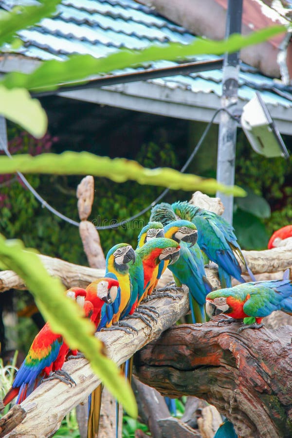 Macaw stock photo. Image of parrot, pile, bird, macaw - 58958566