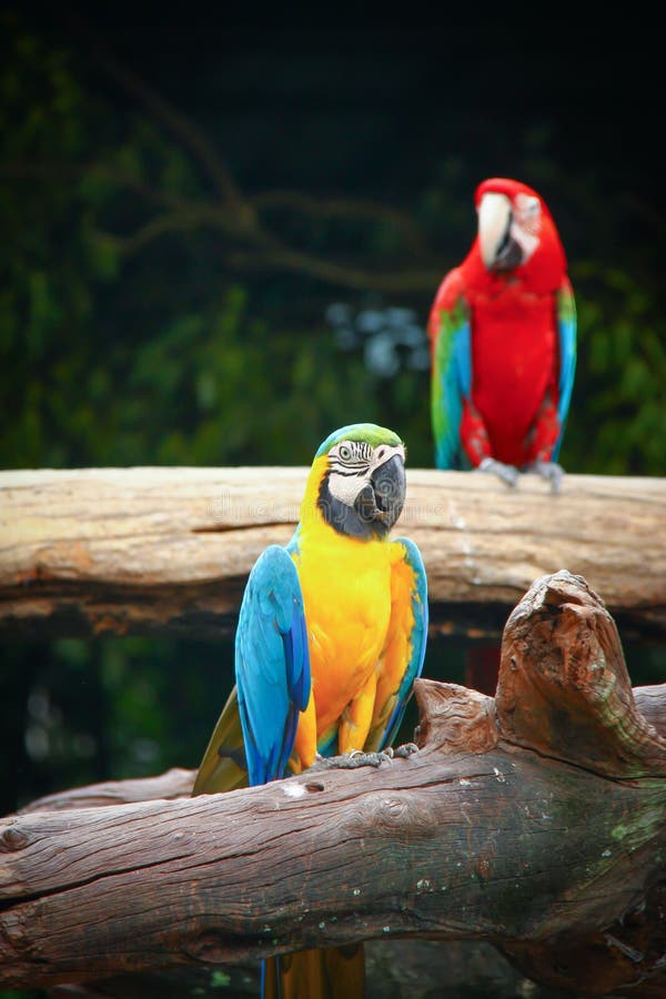 Macaw stock image. Image of food, fauna, bird, color - 58958635