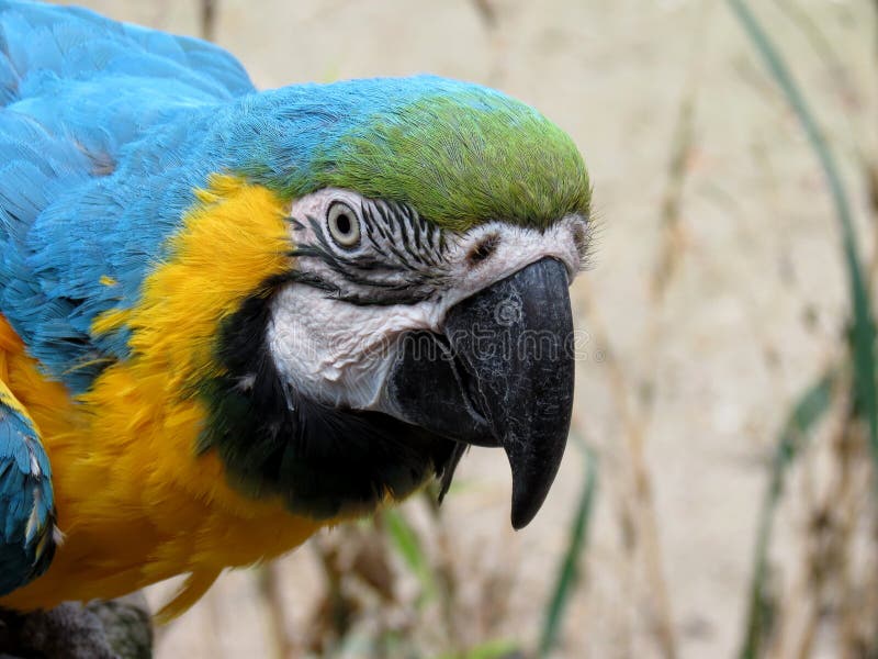Macaw stock image. Image of fluffy, cute, young, close - 68670567