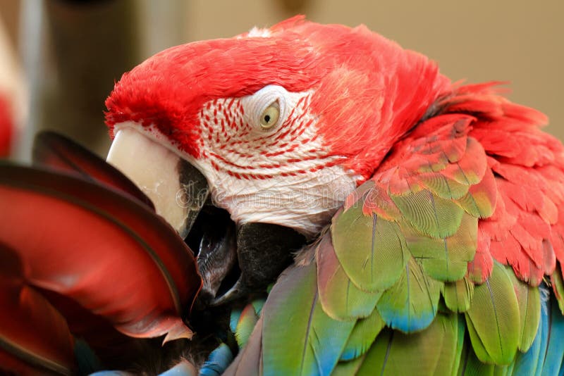 Macaw stock photo. Image of wild, florest, macaw, fauna - 82799616