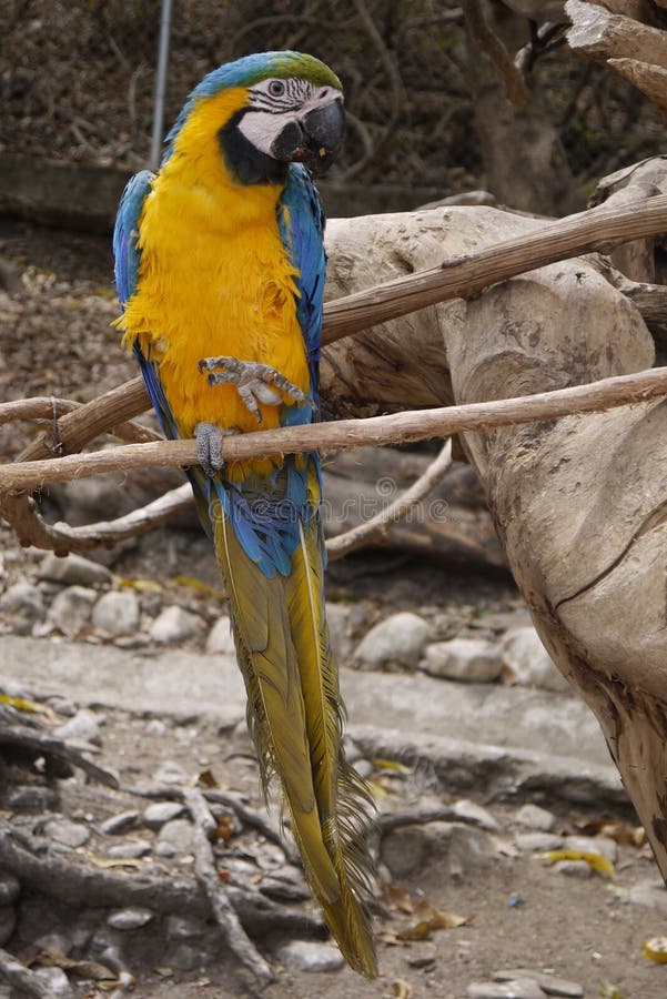 Macaw stock photo. Image of parrot, animal, nature, aviary - 31908090