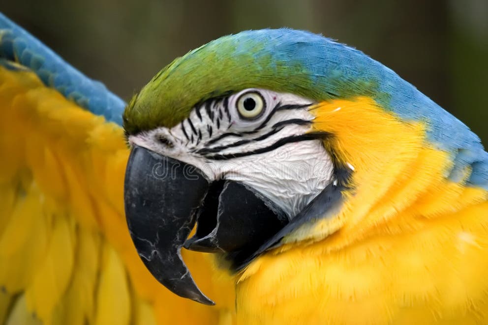 Macaw stretching stock image. Image of parrots, macaws - 1151915