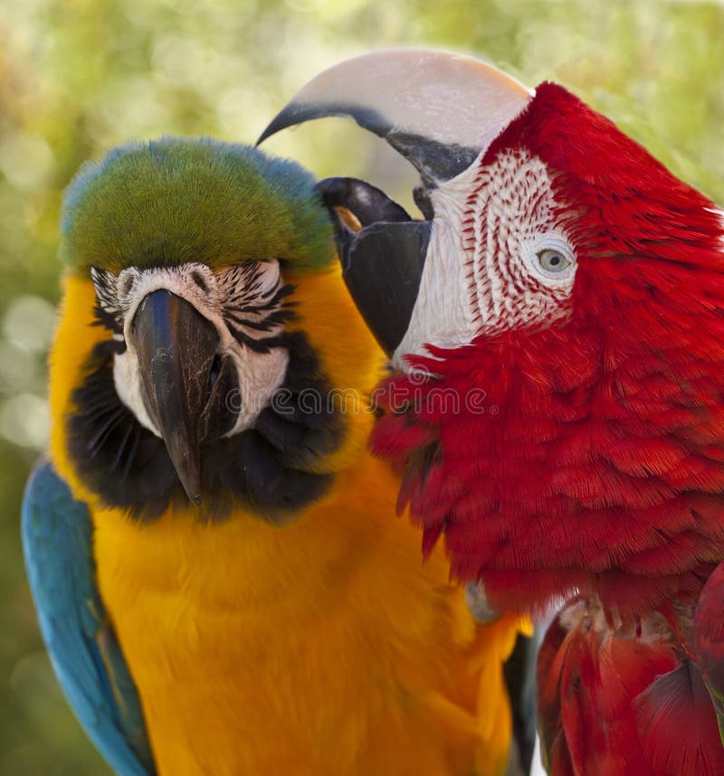 Macaw stock photo. Image of bright, pair, plumage, feathers - 32415326