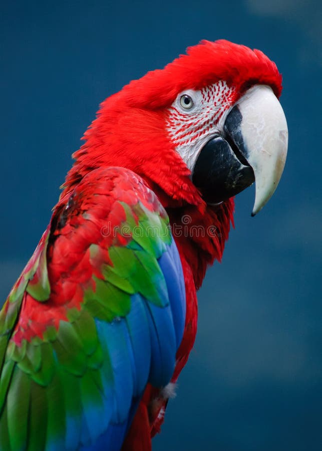 Macaw verde del ala imagen de archivo. Imagen de vivo - 17757977
