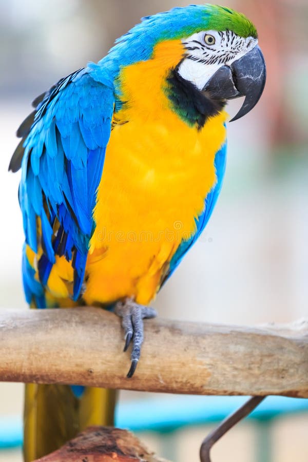 Macaw on white stock photo. Image of white, jungle, background - 66815860
