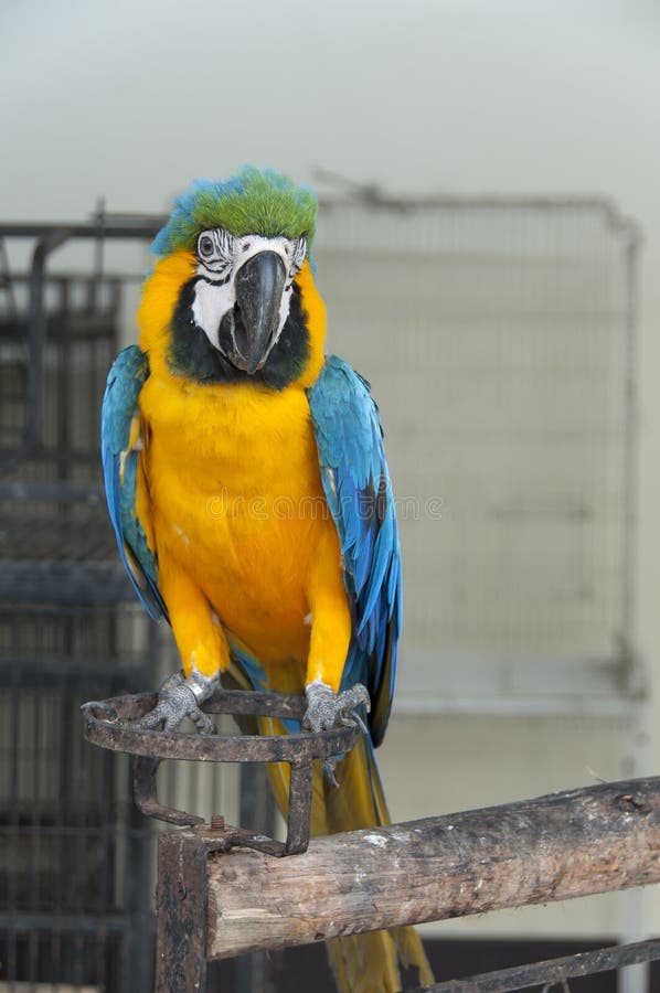 Macaw. stock image. Image of blue, colourful, colorful - 41209655