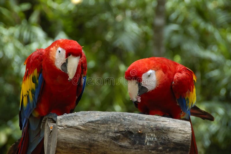 Two macaws stock image. Image of wilderness, wild, macaws - 4114877