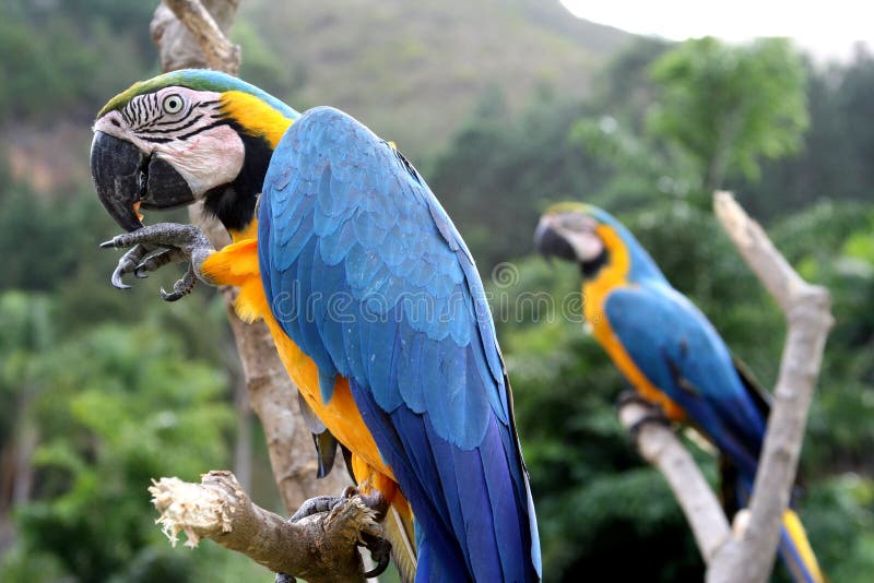 Coati stock photo. Image of crackoon, mammal, raccoon - 19748620