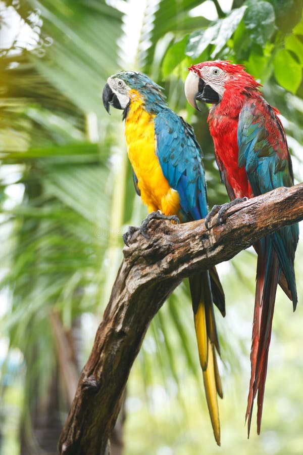 Macaws stock photo. Image of bird, rainforest, ararauna - 27972200