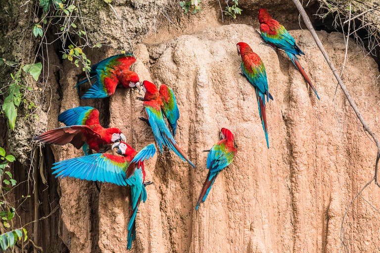 Macaws Clay Lick Peruvian Amazon Jungle Madre De Dios Peru Stock Image ...