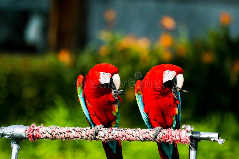 Macaw Ruby Stock Photos - Free & Royalty-Free Stock Photos from Dreamstime