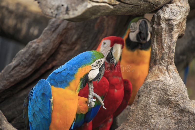 Macaws perching on a wood stock photo. Image of gold - 34139444
