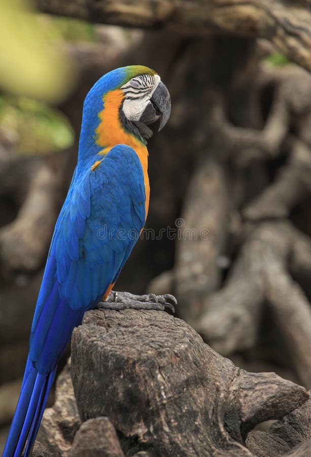 Macaws perching on a wood stock photo. Image of animals - 34139658