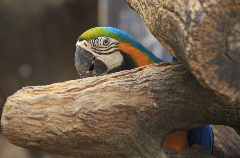 Macaws perching on a wood stock image. Image of multi - 34139753