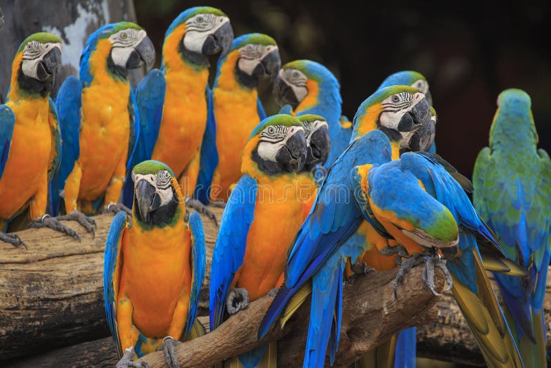 Macaws perching on a wood stock image. Image of animal - 34139979