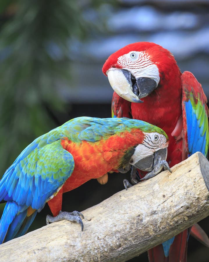 Macaws perching on a wood stock image. Image of blue - 34140557