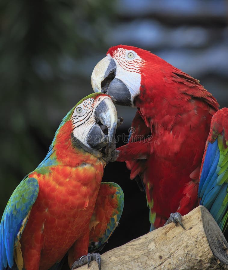 Red and blue macaw stock image. Image of bright, tropics - 25392631