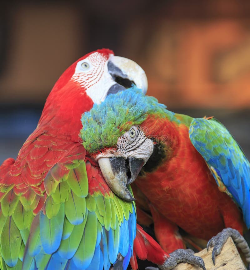 Macaws perching on a wood stock image. Image of nature - 34143749