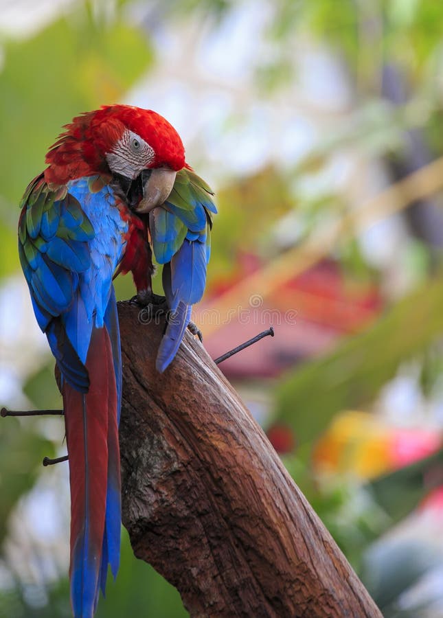 Macaws perching on a wood stock photo. Image of multi - 34145972