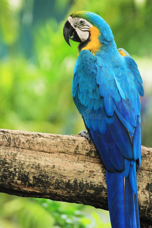 Blau- Und Gelb-Ara (Ara Ararauna) Stockbild - Bild von süd, feder: 42421353