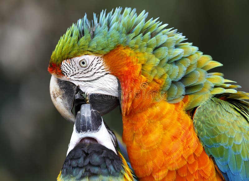 Sea Green Parrot Finch Stock Image Image Of Bird Aviary 35577581