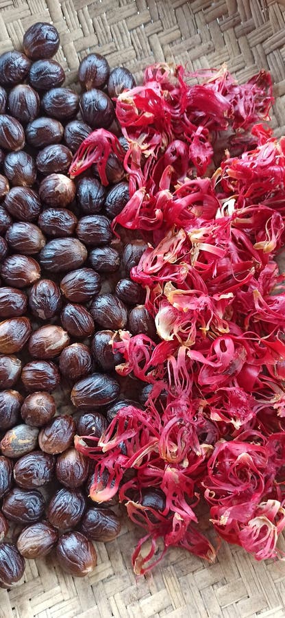 Mace from the Seeds of the Nutmeg Which is Usually Processed As an ...
