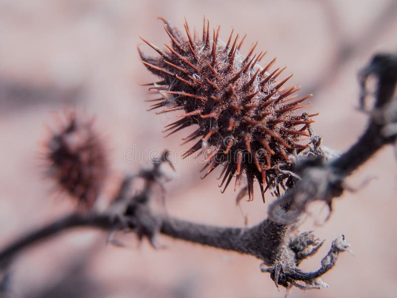Mace stock photo. Image of spring, macro, needles, large - 225254732