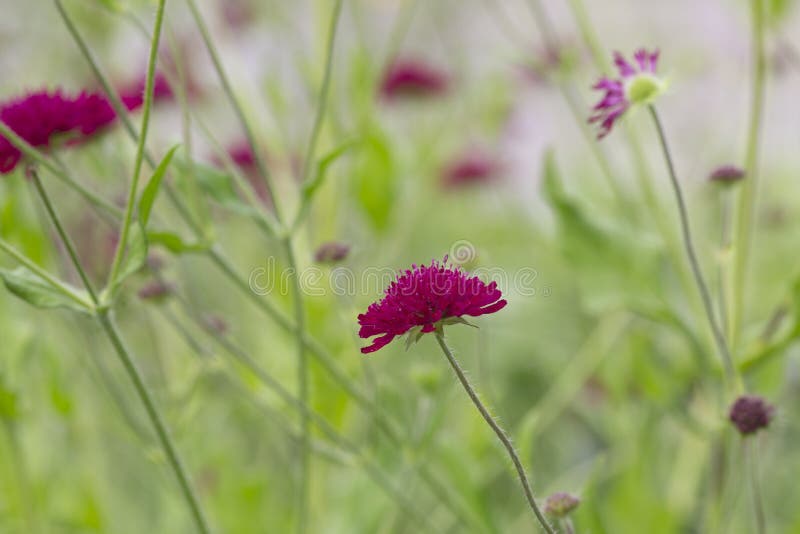 Macedonian Scabious, Knautia Macedonica Stock Image - Image of blossom ...