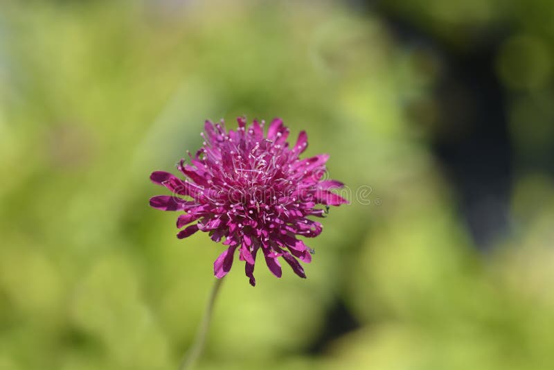 Macedonian scabious stock photo. Image of garden, macedonian - 261584110