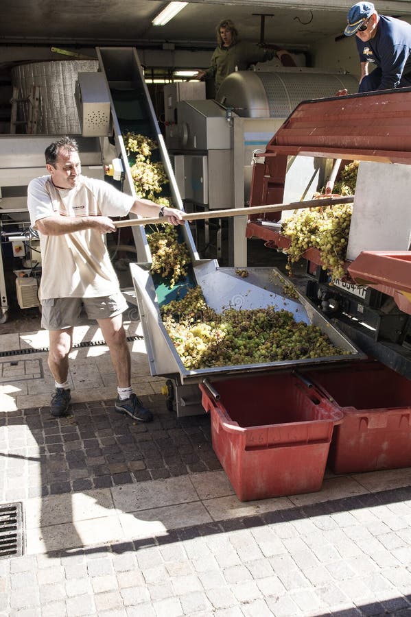 Machacamiento De Las Uvas Collioure Fotografía editorial - Imagen de ...